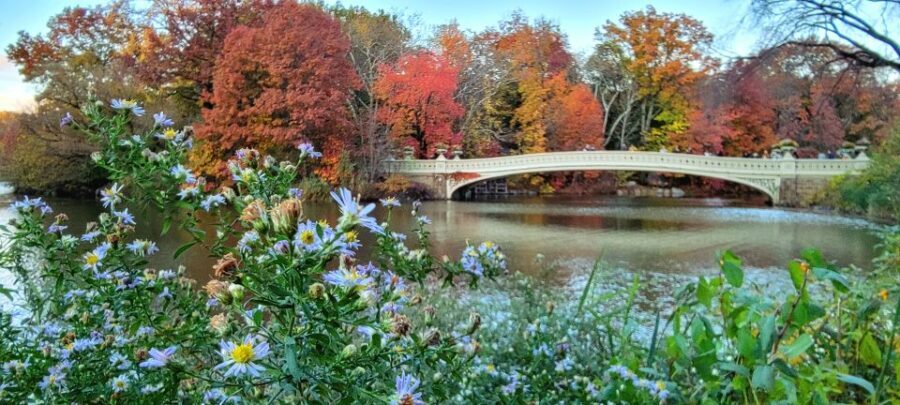 NYC: Central Park Secrets and Highlights Walking Tour - Wildlife and Nature