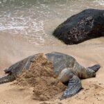 Oahu Allstar Circle Island Tour: Dole, Turtles. Blowhole, Fun - Is This Tour Right for You?