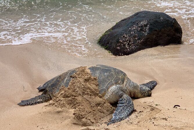 Oahu Allstar Circle Island Tour: Dole, Turtles. Blowhole, Fun - Is This Tour Right for You?