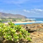 Oahu Custom Private Circle Island and Mini Circle Island Tours - What the Reviews Say