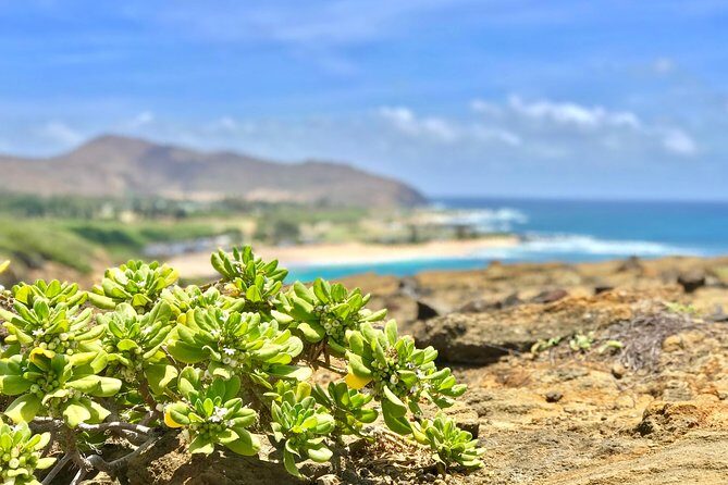 Oahu Custom Private Circle Island and Mini Circle Island Tours - What the Reviews Say