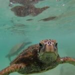 Oahu: Custom Private Island Tour of O'ahu - Who Is This Tour Best For?
