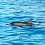 Oahu Dolphin Watch, Turtle Snorkel, Waterslide Activities - The Logistics: How It Works