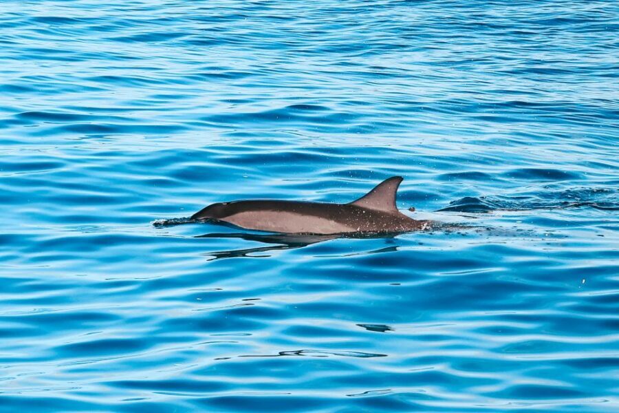 Oahu Dolphin Watch, Turtle Snorkel, Waterslide Activities - The Logistics: How It Works