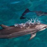Oahu: Dolphin Watching & Turtle Snorkeling with Waterslide - Analyzing the Value