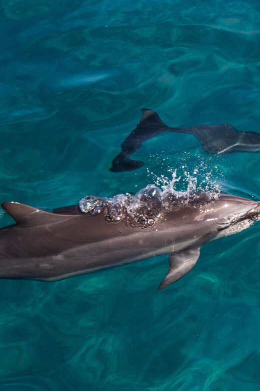 Oahu: Dolphin Watching & Turtle Snorkeling with Waterslide - Analyzing the Value