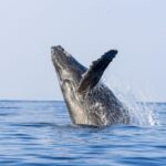 Oahu: Eco-Friendly West Coast Whale Watching Cruise - An In-Depth Look at the Experience