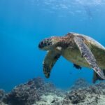 Oahu: Honolulu Turtle Canyon Snorkeling Tour - The Itinerary: What to Expect