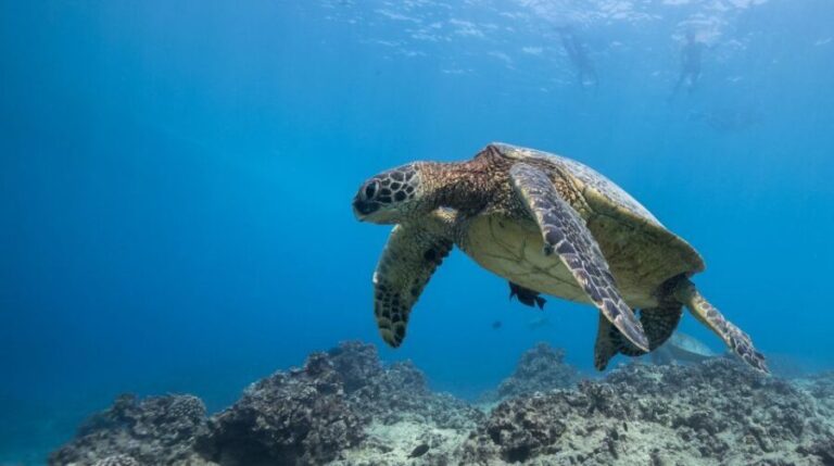 Oahu: Honolulu Turtle Canyon Snorkeling Tour - The Itinerary: What to Expect