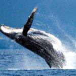 Oahu: Honolulu Whale Watching Cruise - Why This Whale Watching Cruise Is Worth Considering