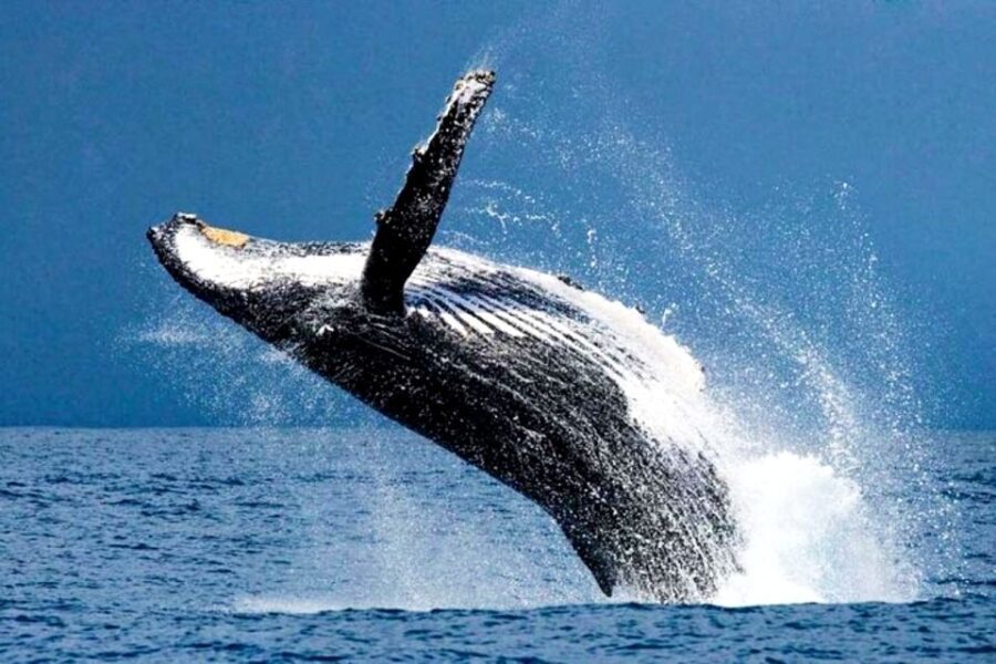 Oahu: Honolulu Whale Watching Cruise - Why This Whale Watching Cruise Is Worth Considering