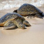 Oahu Island Photography Tour - The Value for Your Money