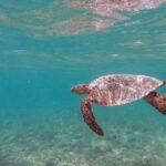 Oahu: Kailua Guided Kayak Excursion with Lunch - What’s Included and How It Adds Value