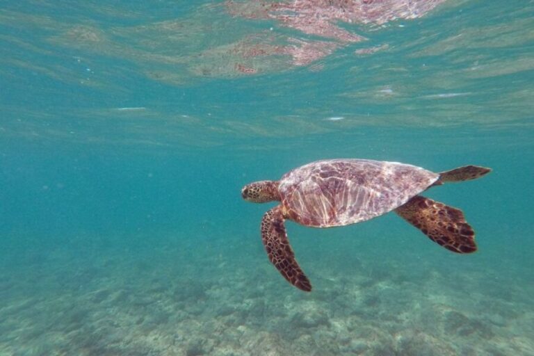 Oahu: Kailua Guided Kayak Excursion with Lunch - What’s Included and How It Adds Value