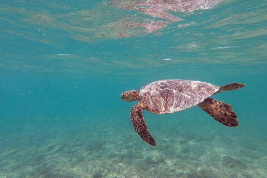 Oahu: Kailua Guided Kayak Excursion with Lunch - What’s Included and How It Adds Value
