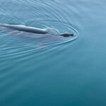 Oahu: Luxury Day Sailboat Charter - An In-Depth Look at the Experience