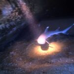 Oahu Night Dive: Adventure for Certified Divers - What’s Included and What to Keep in Mind