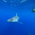 Oahu: North Shore Cageless Shark Snorkeling Tour - The Itinerary in Detail