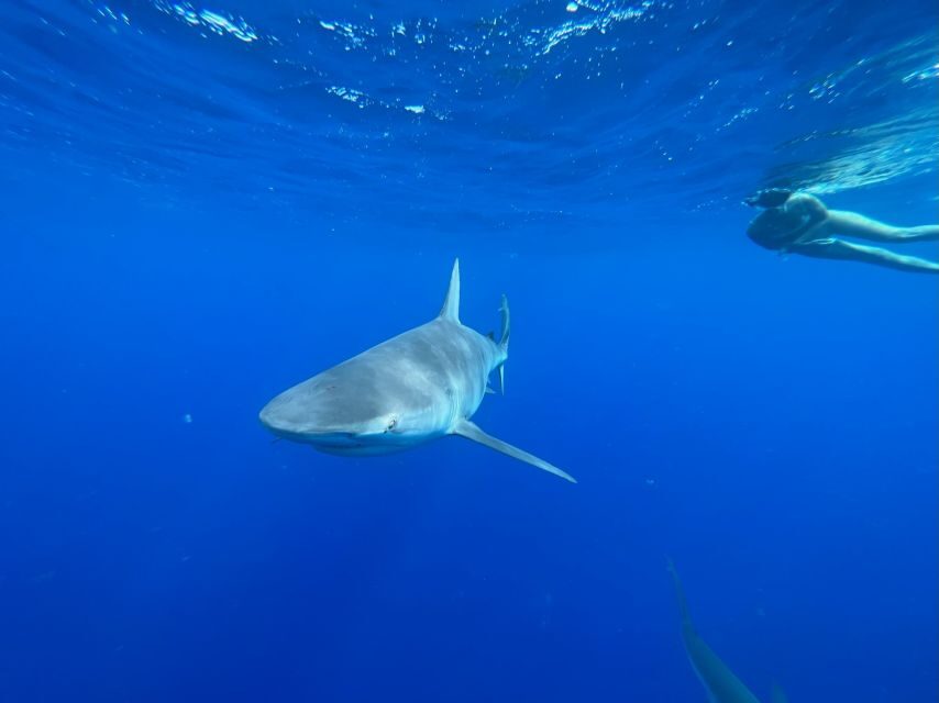 Oahu: North Shore Cageless Shark Snorkeling Tour - The Itinerary in Detail