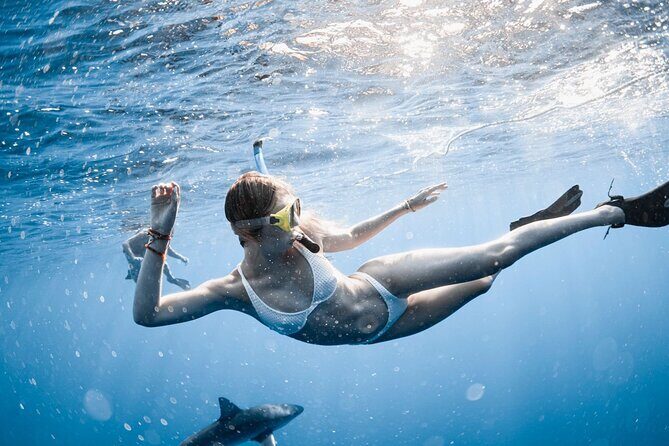 Oahu Open Water Shark Diving Experience - How the Tour Is Organized