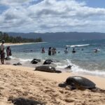 Oahu: Private Tour-Circle Island-Customizable - The Real Value of This Tour