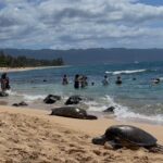 Oahu: Private Tour-North Shore feat. Waimea Falls - Who Will Love This Tour?