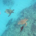 Oahu Snorkeling with Turtles, Water Scooter, Paddleboard - Breaking Down the Itinerary