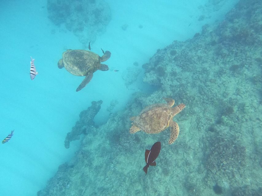 Oahu Snorkeling with Turtles, Water Scooter, Paddleboard - Breaking Down the Itinerary
