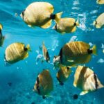 Oahu: Speedboat Snorkeling Adventure and Wild Dolphin Swim - How This Tour Delivers Value and Authenticity