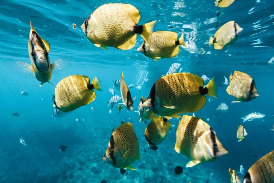 Oahu: Speedboat Snorkeling Adventure and Wild Dolphin Swim - How This Tour Delivers Value and Authenticity