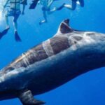 Oahu: Swim with Dolphins, Turtle Snorkel Tour and Waterslide - A Deep Dive Into the Experience