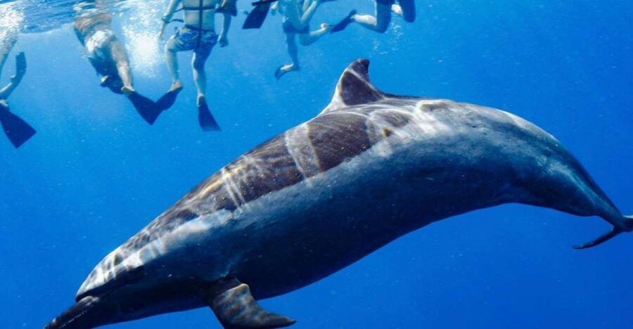 Oahu: Swim with Dolphins, Turtle Snorkel Tour and Waterslide - A Deep Dive Into the Experience