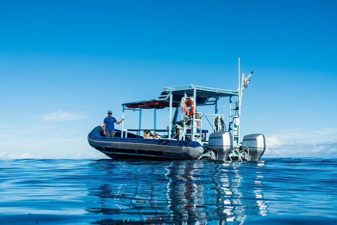 Oahu Swimming with Dolphins Speedboat Adventure - Who Should Consider This Tour?