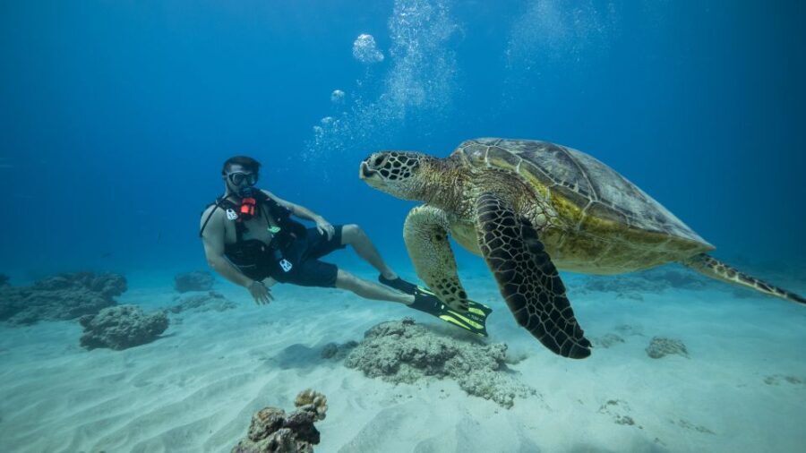 Oahu: Waikiki Discovery Scuba Diving for Beginners - The Itinerary: What You Can Expect