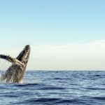 Oahu: Waikiki Eco-Friendly Morning Whale Watching Cruise - The Real Experience: What Travelers Say