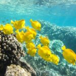 Oahu: Waikiki Snorkel and Sailing Trip with Lunch - Analyzing the Value