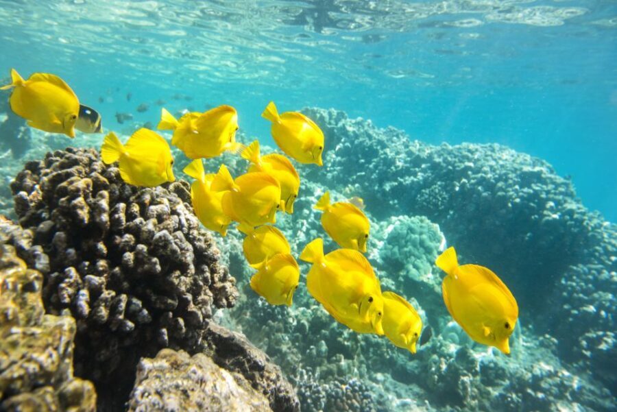 Oahu: Waikiki Snorkel and Sailing Trip with Lunch - Analyzing the Value