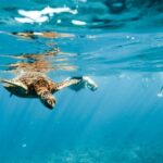 Oahu: Waikiki Turtle Snorkeling Adventure - The Highlight: Swimming with Green Sea Turtles