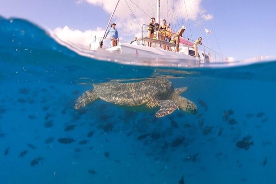 Oahu: Waikiki Turtle Snorkeling Adventure Cruise - Who Should Consider This Tour?