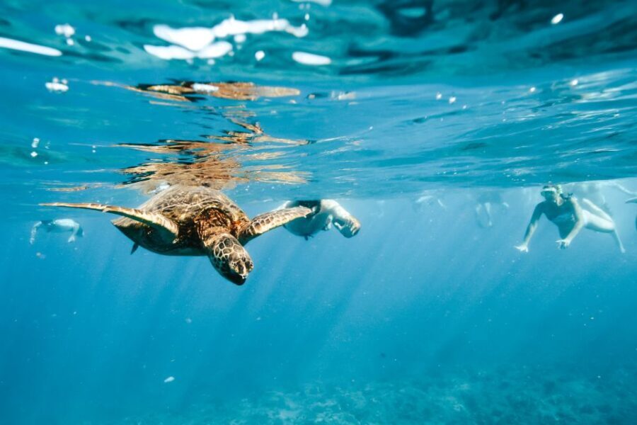 Oahu: Waikiki Turtle Snorkeling Adventure - The Highlight: Swimming with Green Sea Turtles