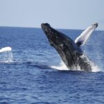 Oahu: Waikiki Whale Watching Tour-Donut and Coffee Included - Who This Tour Is Best For