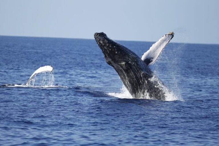 Oahu: Waikiki Whale Watching Tour-Donut and Coffee Included - Who This Tour Is Best For