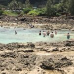 Oahu: Waimea Falls & valley & North Shore day - How the Tour Works