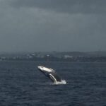 Oahu: Whale Sail Charter - Analyzing Value and Pricing