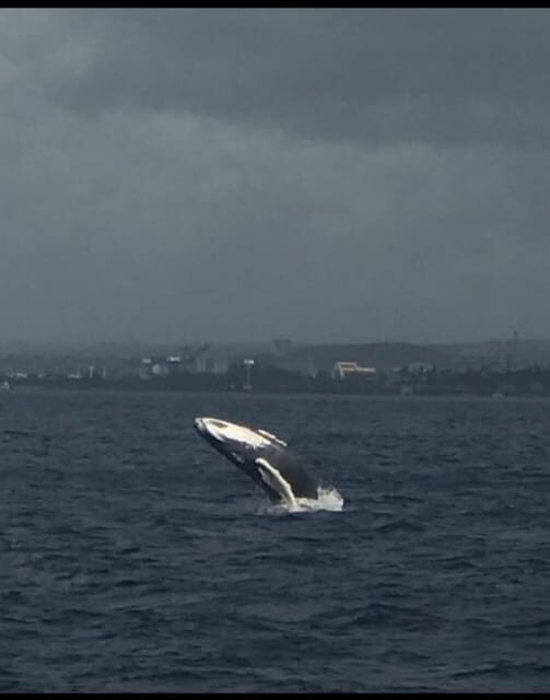 Oahu: Whale Sail Charter - Analyzing Value and Pricing