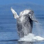 Oahu: Whale Watching Afternoon Sailing Cruise - Coastal and Marine Views
