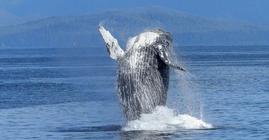 Oahu: Whale Watching Afternoon Sailing Cruise - Coastal and Marine Views