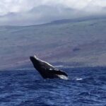 Oahu Whale Watching Excursion - Authentic Encounters and Traveler Perspectives