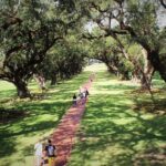 Oak Alley Plantation Tour with Transportation - What to Expect During the Tour