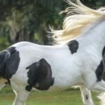 Ocala: Gypsy Gold Horse Farm Guided Walking Tour - Who Will Love This Tour?